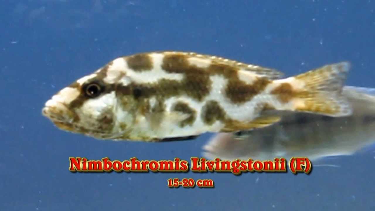 Nimbochromis Livingstonii Malawi Cichlids.wmv - YouTube