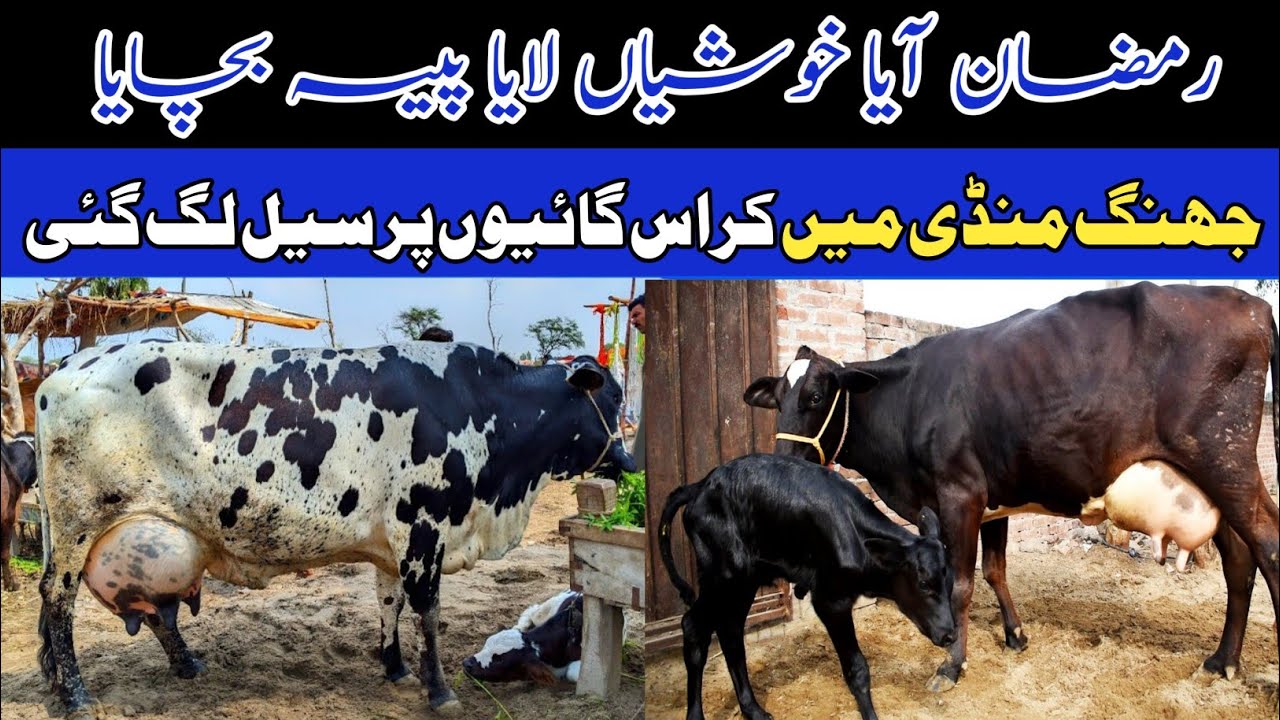 Malumor Mandi Cross Cows Fresh Rates Update Friesian Jersey Sahiwal ...