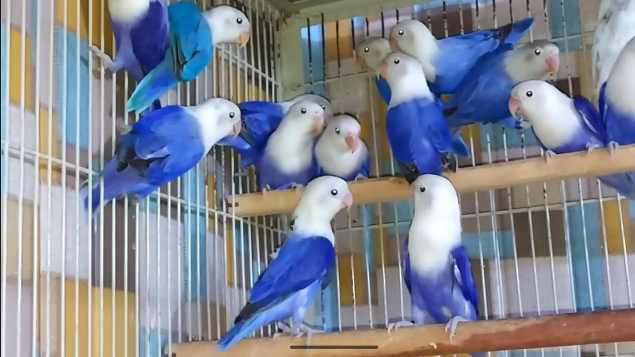 love bird breeding progress - YouTube