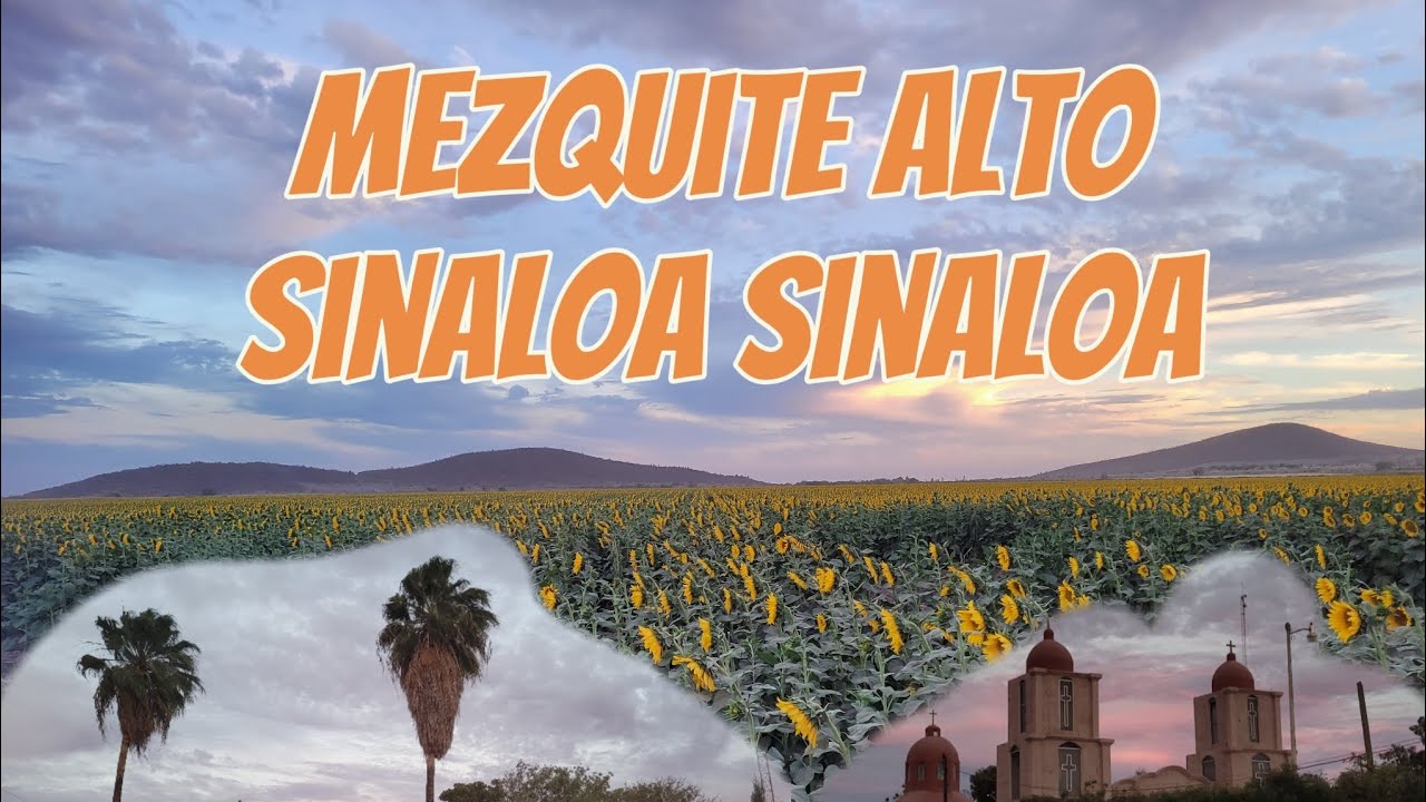 Mezquite Alto Sinaloa Sinaloa - YouTube