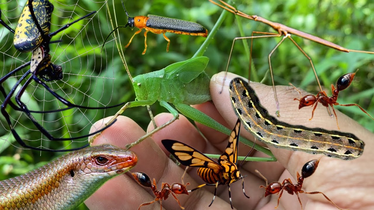 how this predator defeated fire ants and captured the largest lizard in ...