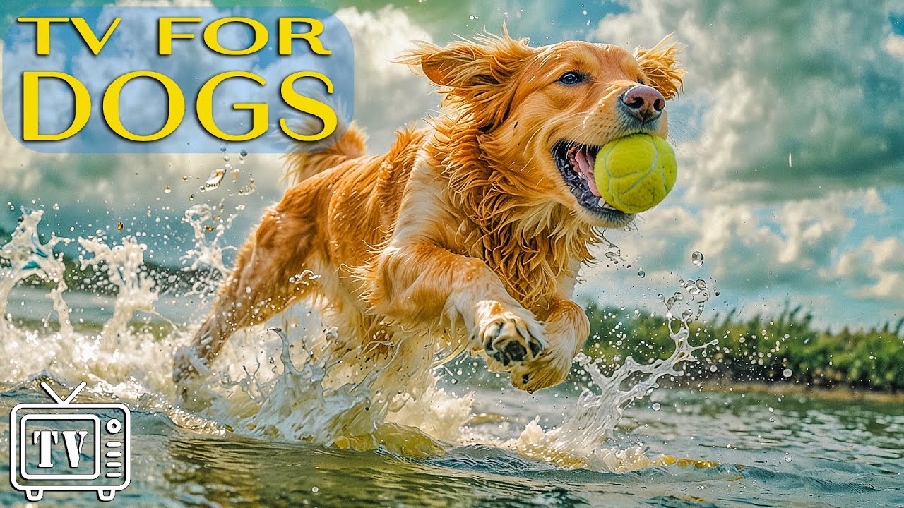 Dog TV: Best Anti-Anxiety Entertainment for Dogs with Calming Music for ...