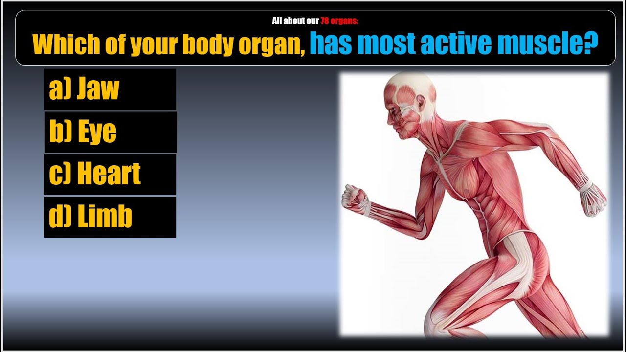 Which Organ has most active muscle? - YouTube
