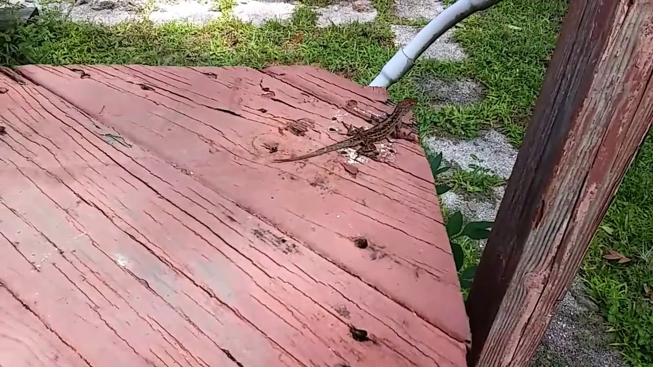 Here lizard lizard lizard - YouTube