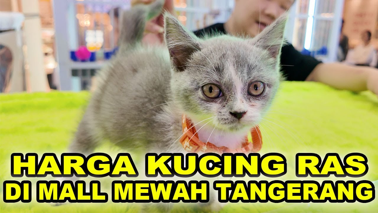 Harga Kucing Ras Di Mall Mewah Tangerang - YouTube