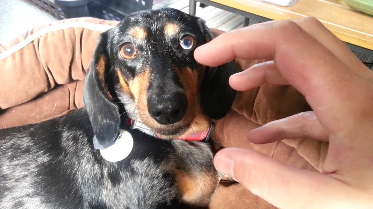 Jack Doesn't like Snout Grabbing - YouTube