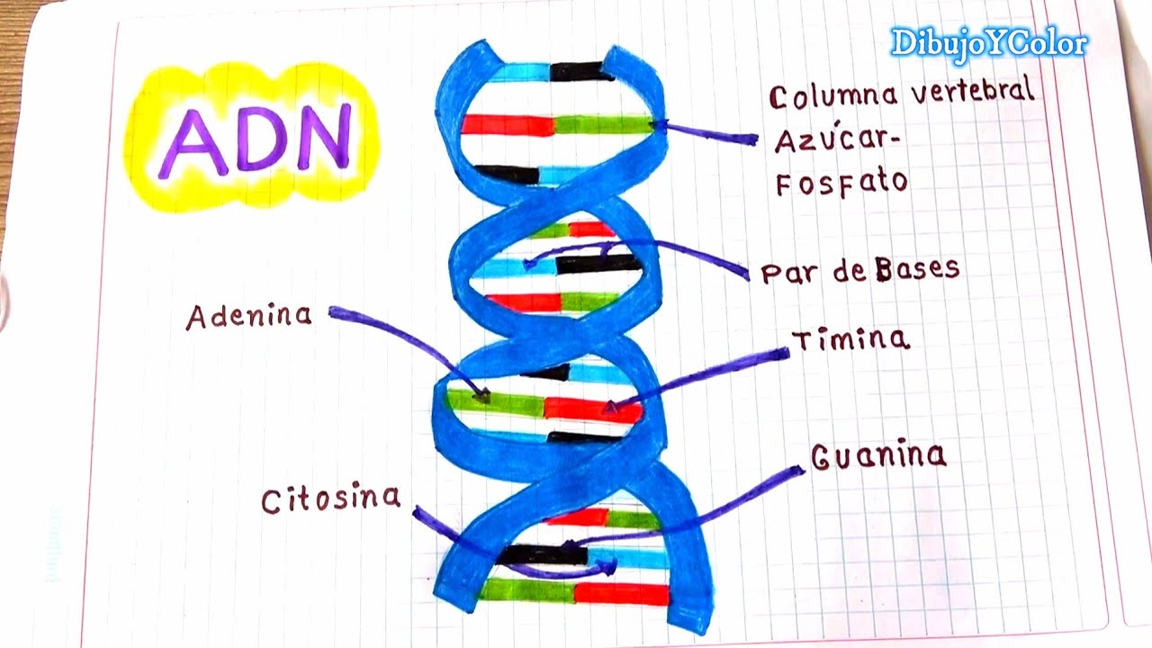 Como DIBUJAR el ADN paso a paso muy fácil / How to draw the ADN - YouTube