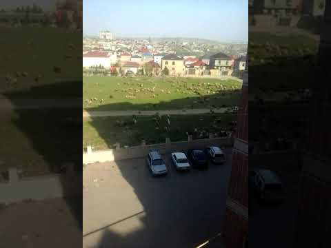Mehdiabad ərazisində qoyunların sürüsü  musiqisi