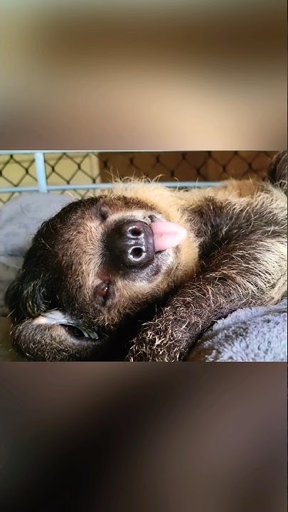 Meet the Laziest Animals On Planet Earth 🌍 😌 #animalshorts - YouTube