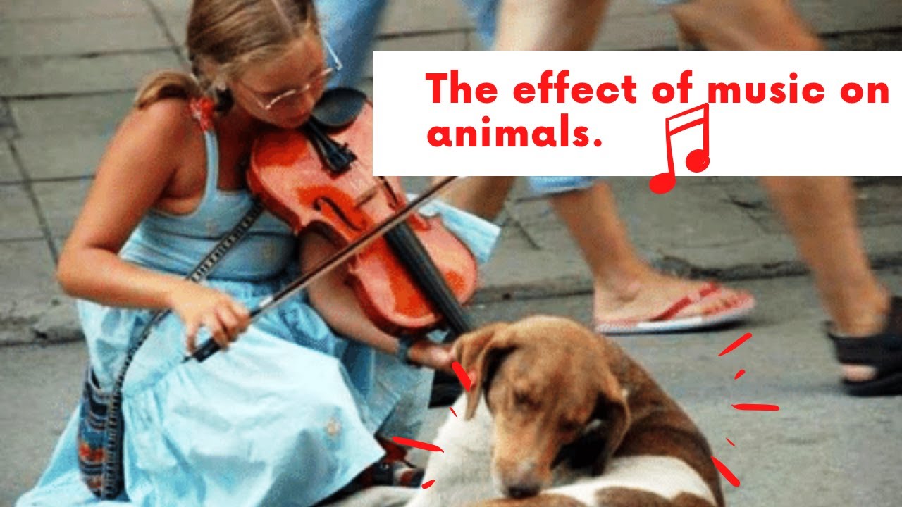 The effect of music on animals. You will not believe their reaction ...