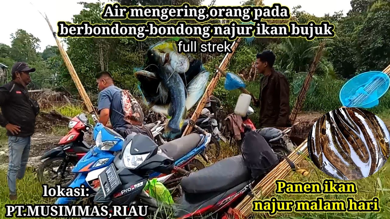 camping malam,najur ikan bujuk,umpan ikan bujuk ini dia - YouTube