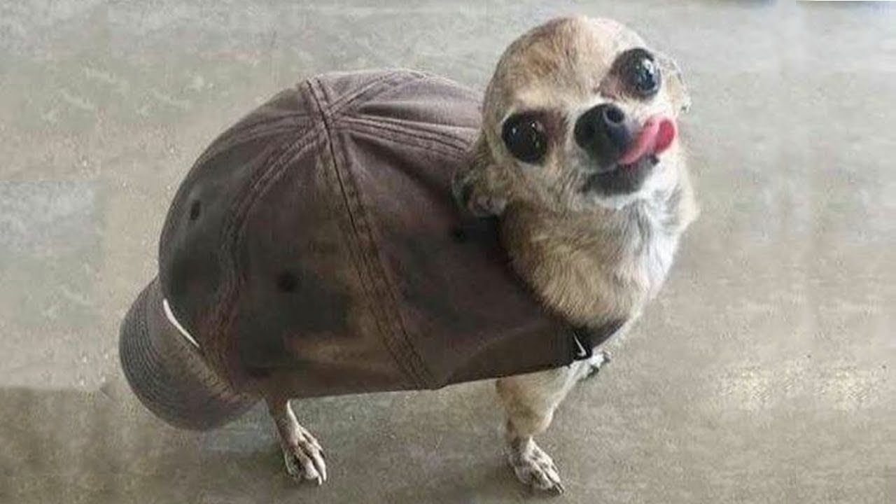 Videos De Risa nuevos 😂 Las Mascotas mas Chistosas # 3: NO PARARAS DE ...