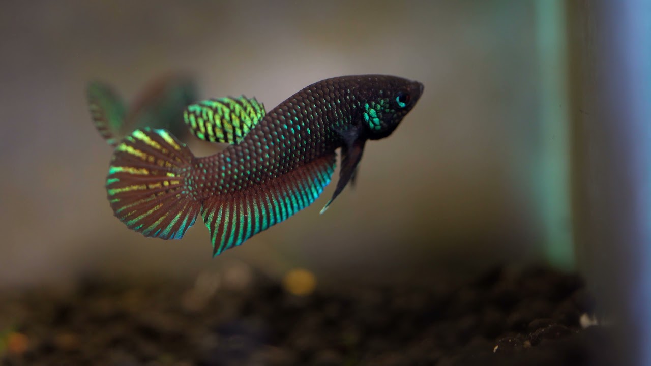 The Beauty of Wild Betta Stiktos - YouTube