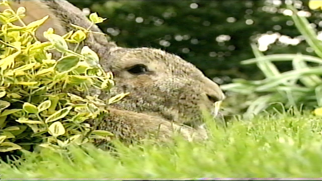 Teletubbies: Rabbits (VHS Capture) (2) - YouTube