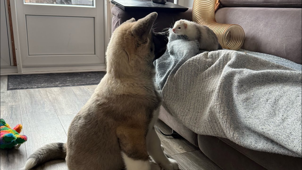 Ferrets playing together - YouTube