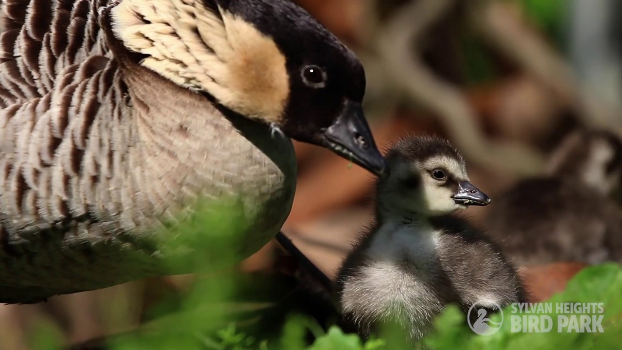 Baby Nene Geese