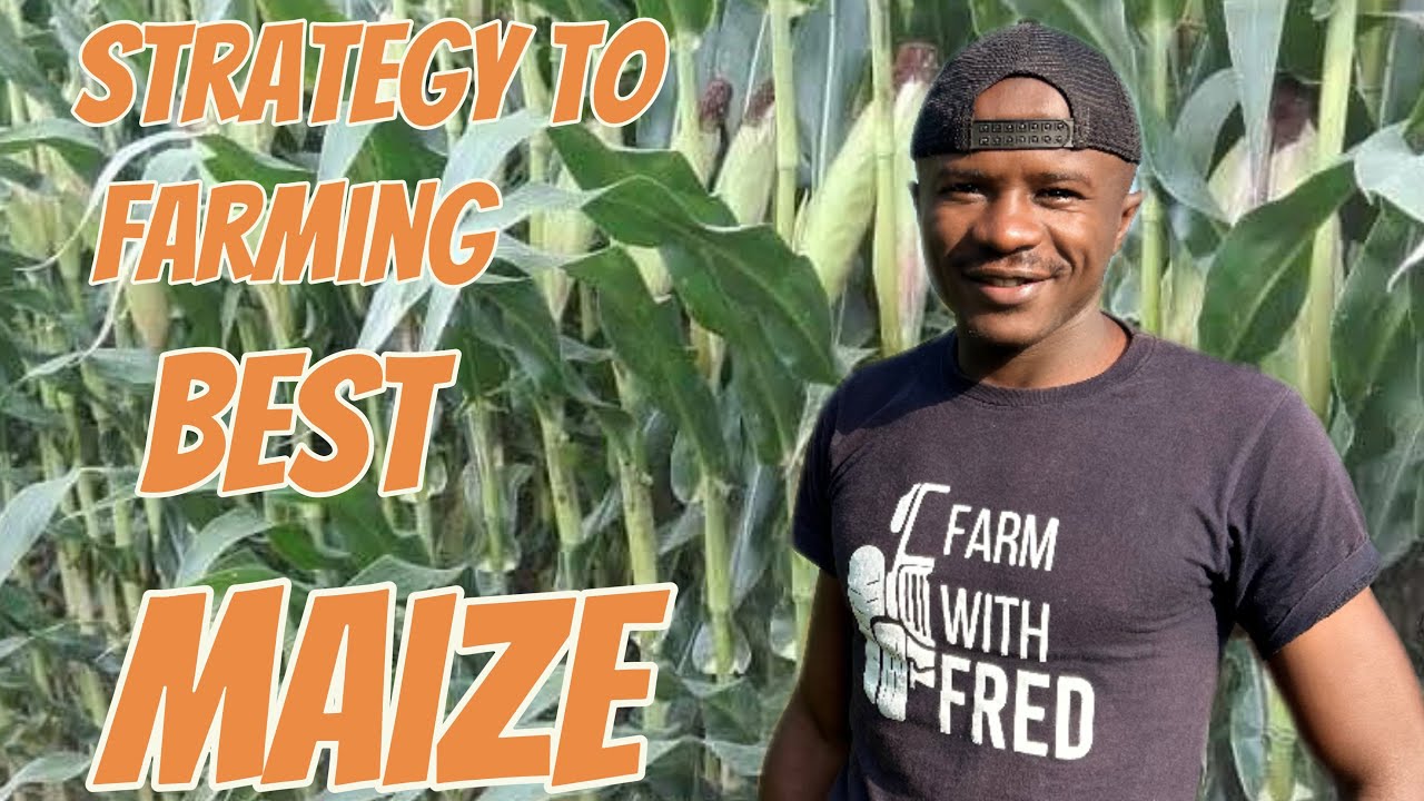 Steps to follow to grow best and market maize - YouTube
