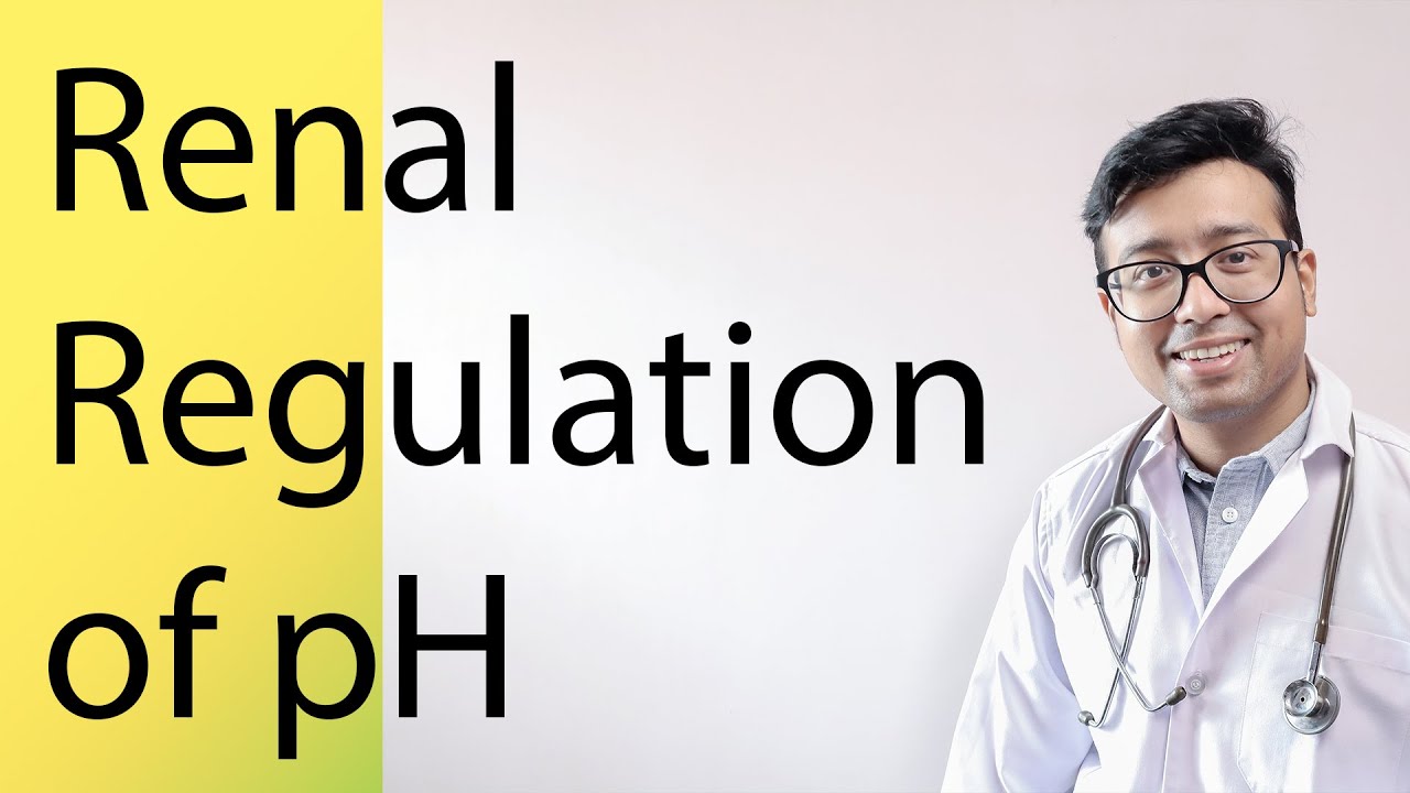 Renal regulation of pH explained for medical students - YouTube