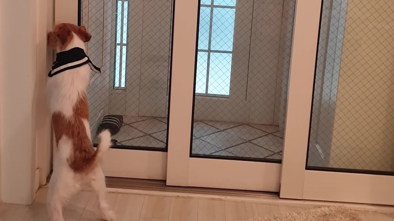 Clever Jack Russell successfully learns how to open sliding door - YouTube