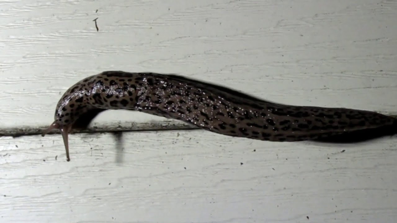 Leopard Slugs Racing In Fast Forward | Creature Feature - YouTube