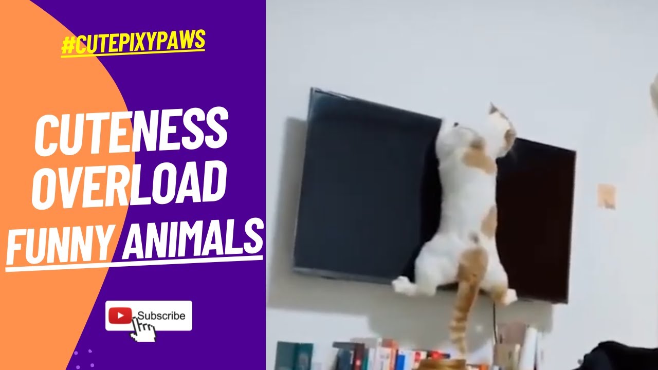 CUTENESS OVERLOAD FUNNY ANIMALS #1 - TRY NOT TO SAY AWWW | CutePixyPaws ...