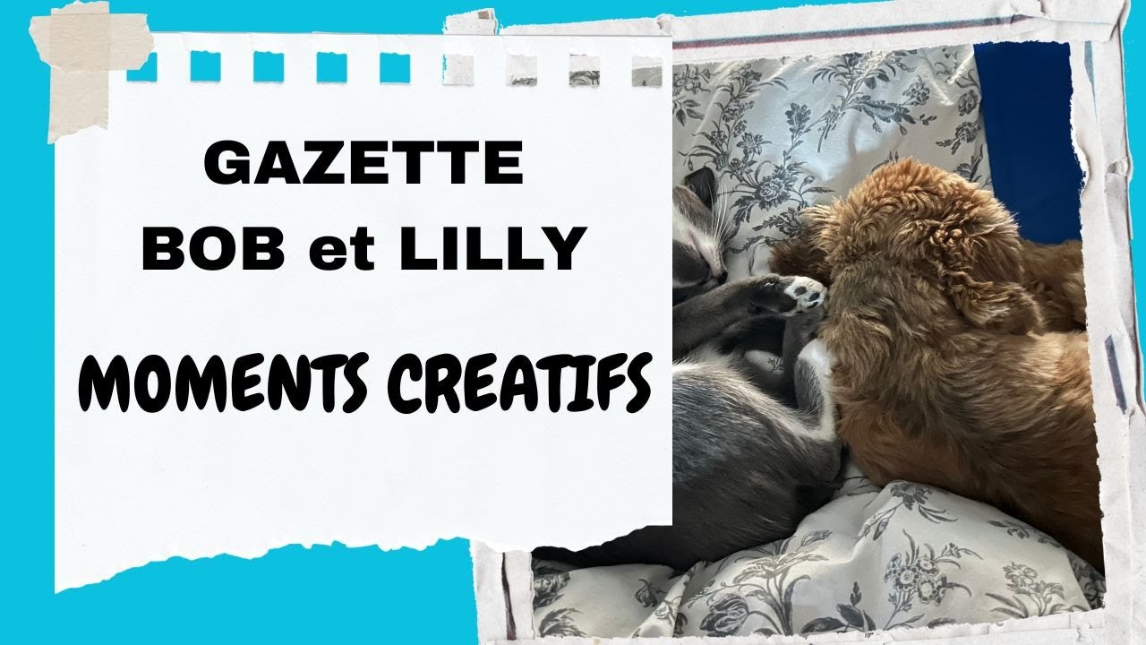 GAZETTE DE VIE BOB bébé Shih Tzu et Lilly et moments créatifs. - YouTube