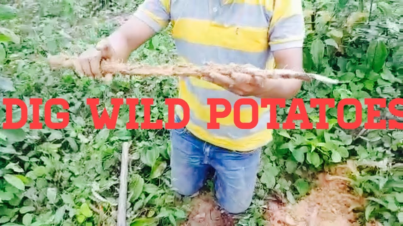 find wild potatoes in forest- smart boy dig potatoes n roast in forest ...