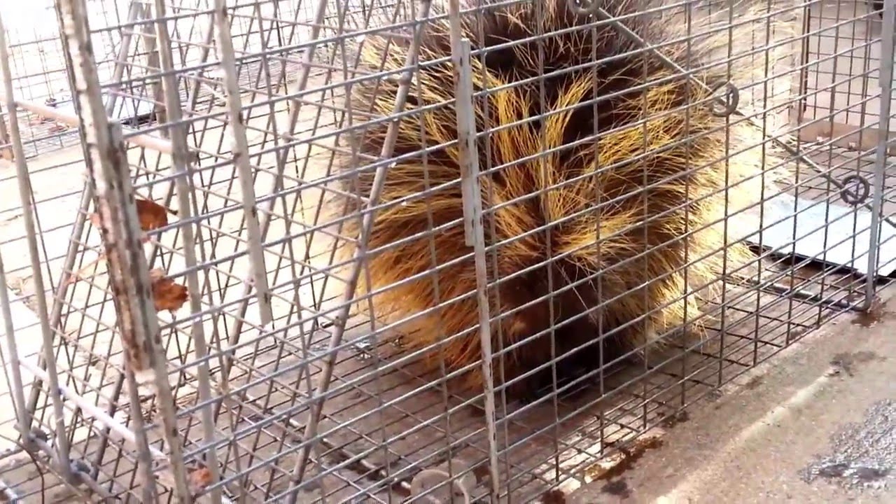Porcupine in a trap - YouTube