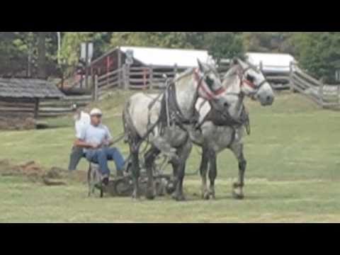 Southern Draft Animal Days 2010 - YouTube