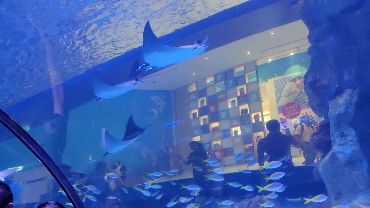 Dubai Aquarium & Underwater Zoo @ Dubai Mall - YouTube