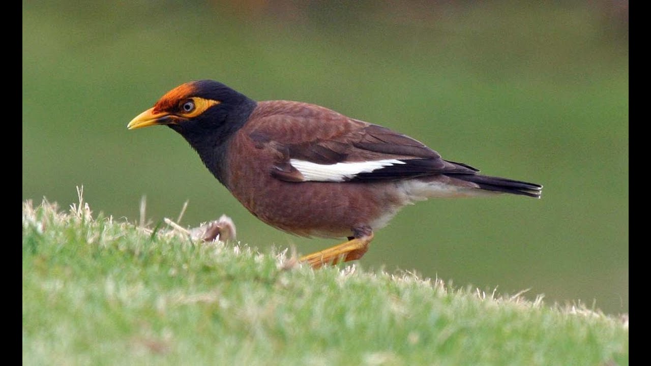 The Common Myna or Indian Myna in Tel-Aviv Israel - YouTube