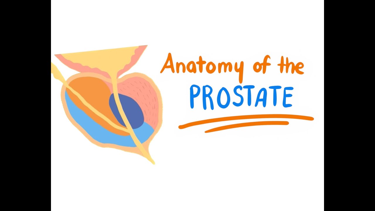 Exploring Prostate Cancer: Anatomy, Pathology, Clinical Signs ...
