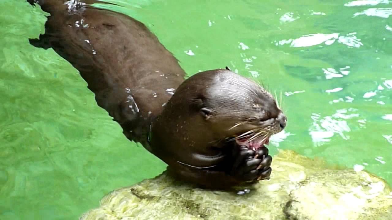 River otter eating - YouTube