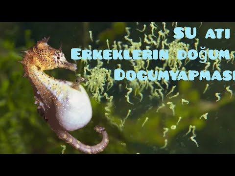 erkek su atı'nın eşsiz doğada olan tek  doğurması MERAK EDİLEN!