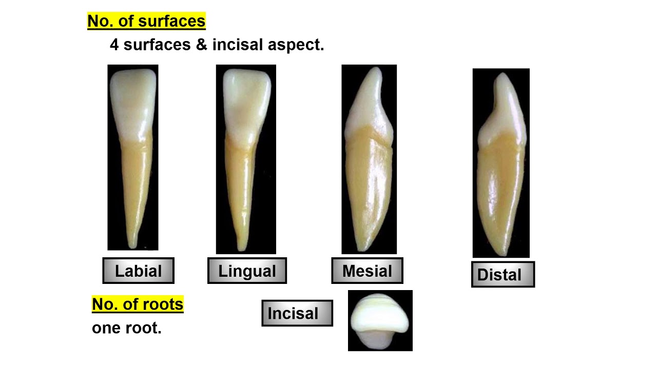 Permanent Lower Incisors Part 1 - YouTube
