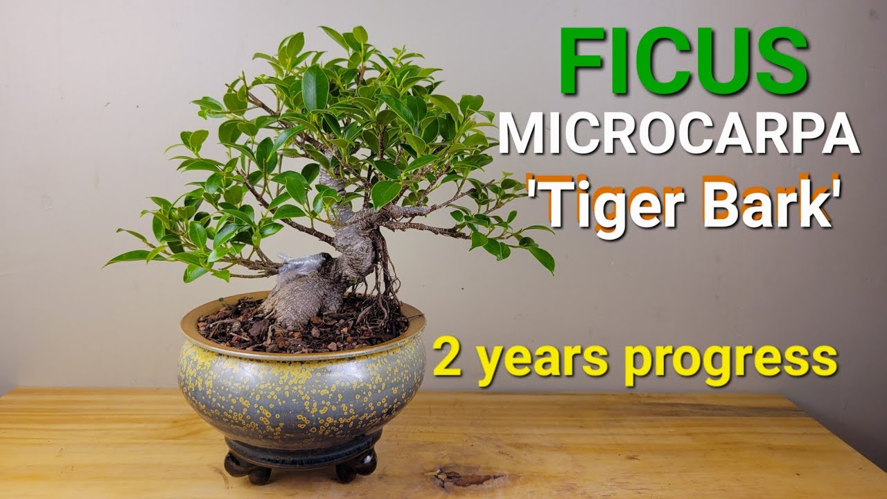 Ficus microcarpa 'Tiger Bark' bonsai progress and pruning #bonsai # ...