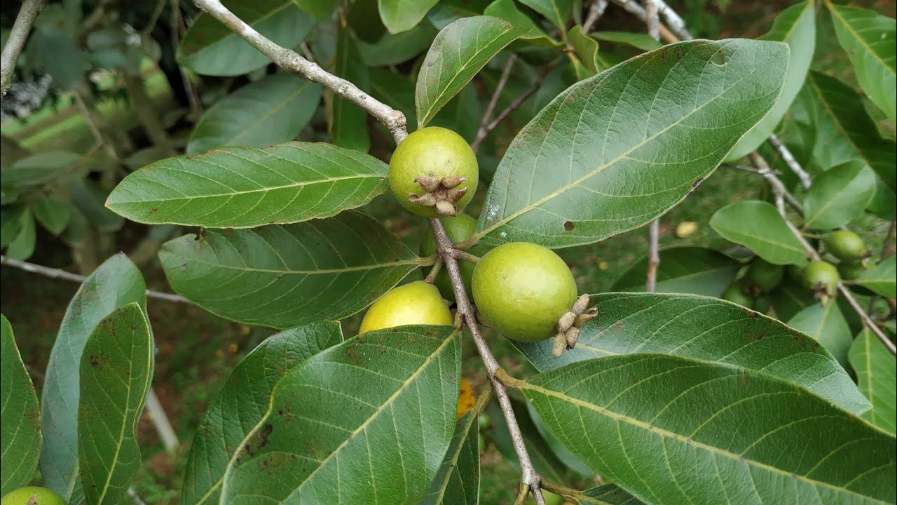 Lemon guava in Malaysia tastes different (Psidium littorale) - YouTube