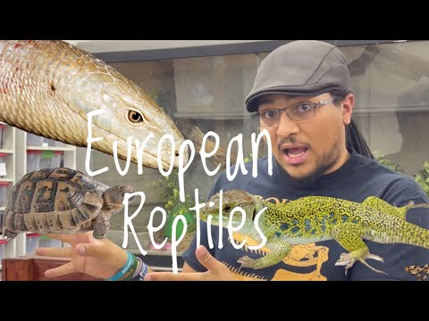 5 Great Reptile Pets From Europe - YouTube