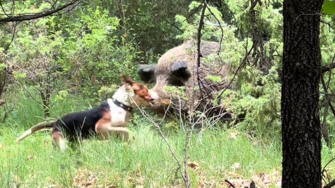 Big Chase Wild Boar vs Pointer dog | Best Hunting dog for big game | versatile hunting dogs ...