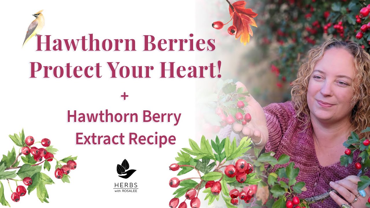 Hawthorn Berry Benefits Hawthorn Fruit + Hawthorn Berry Extract Recipe ...