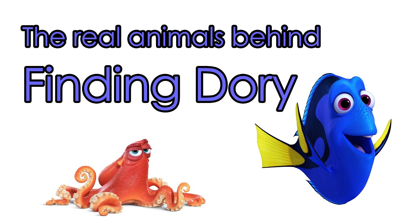 The Real Animals Behind Finding Dory - YouTube