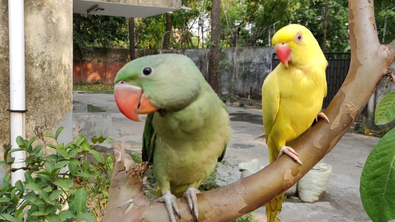 Alexandrines(Alex) & Ringneck(Rio) outside refreshing - YouTube