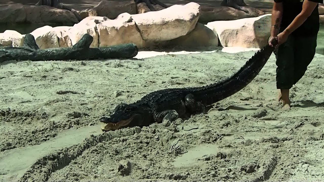 BIlly Swamp Alligators 3 - YouTube