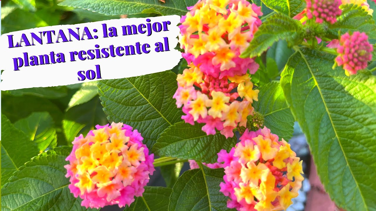 LANTANA la mejor planta resistente al sol ☀️ | Como cuidar la LANTANA ...