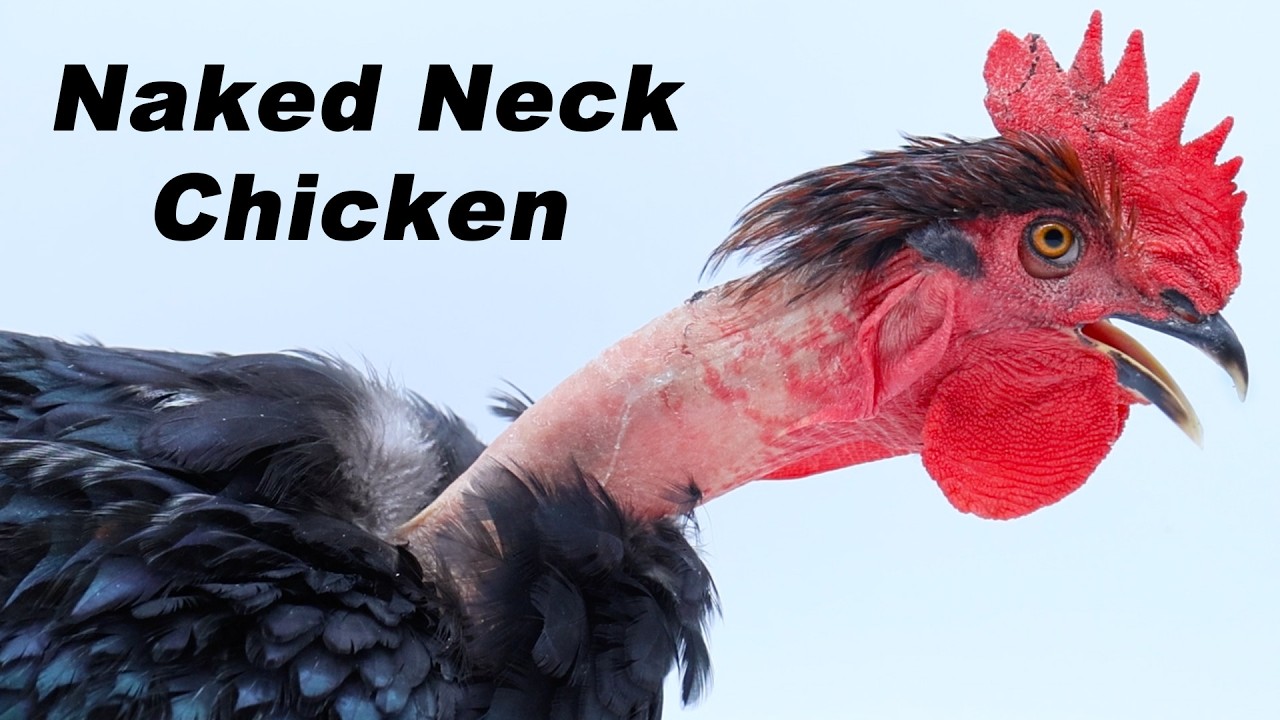 Raising Naked-Neck (Turken) Chickens For Meat. Hatching Eggs to Butcher ...