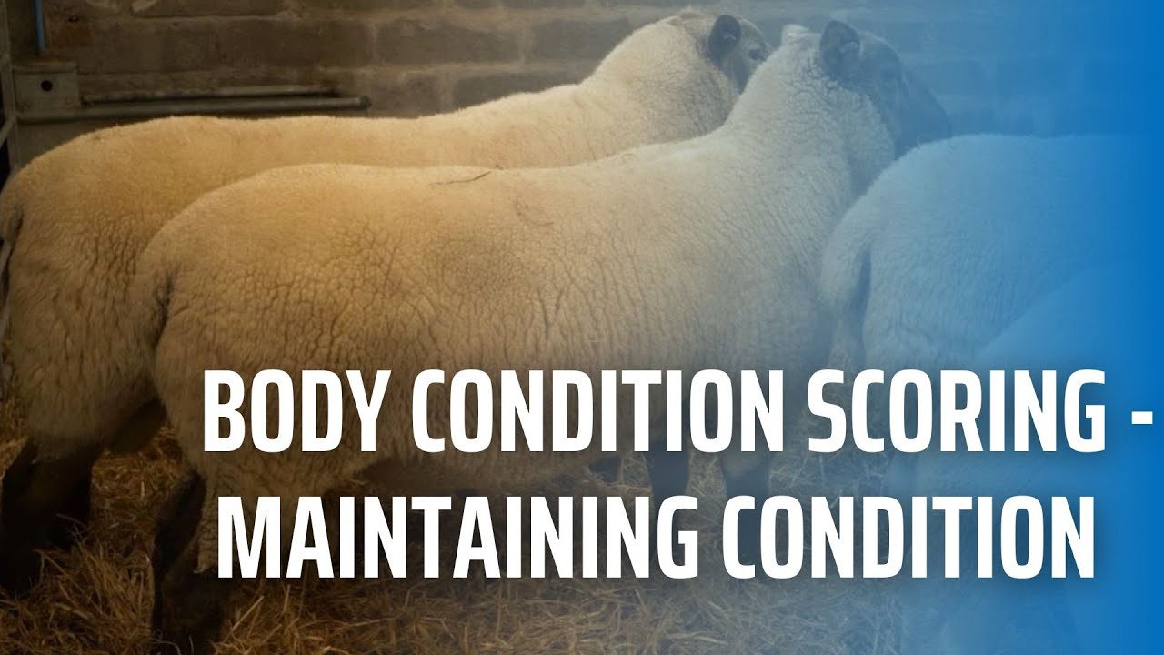 Body Condition Scoring - Maintaining condition - YouTube