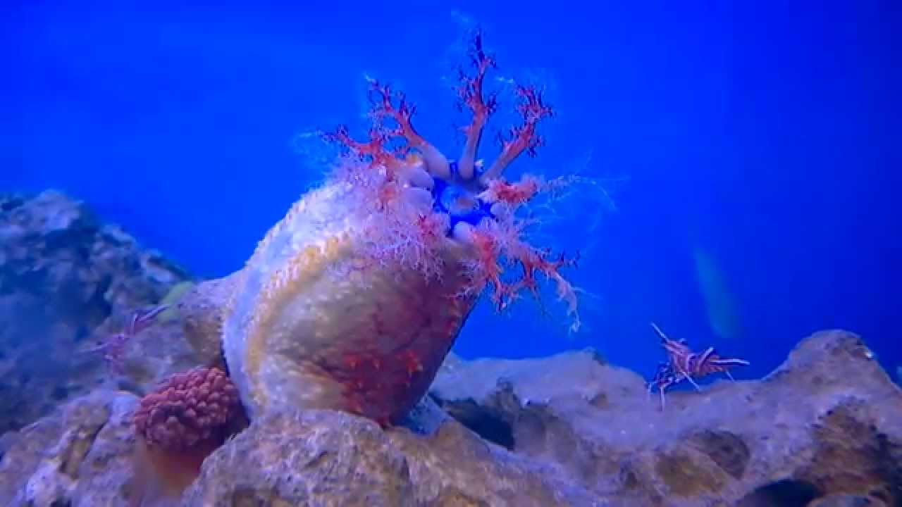 Strzykwa Pseudocolochirus violaceus (Sea apple) - YouTube
