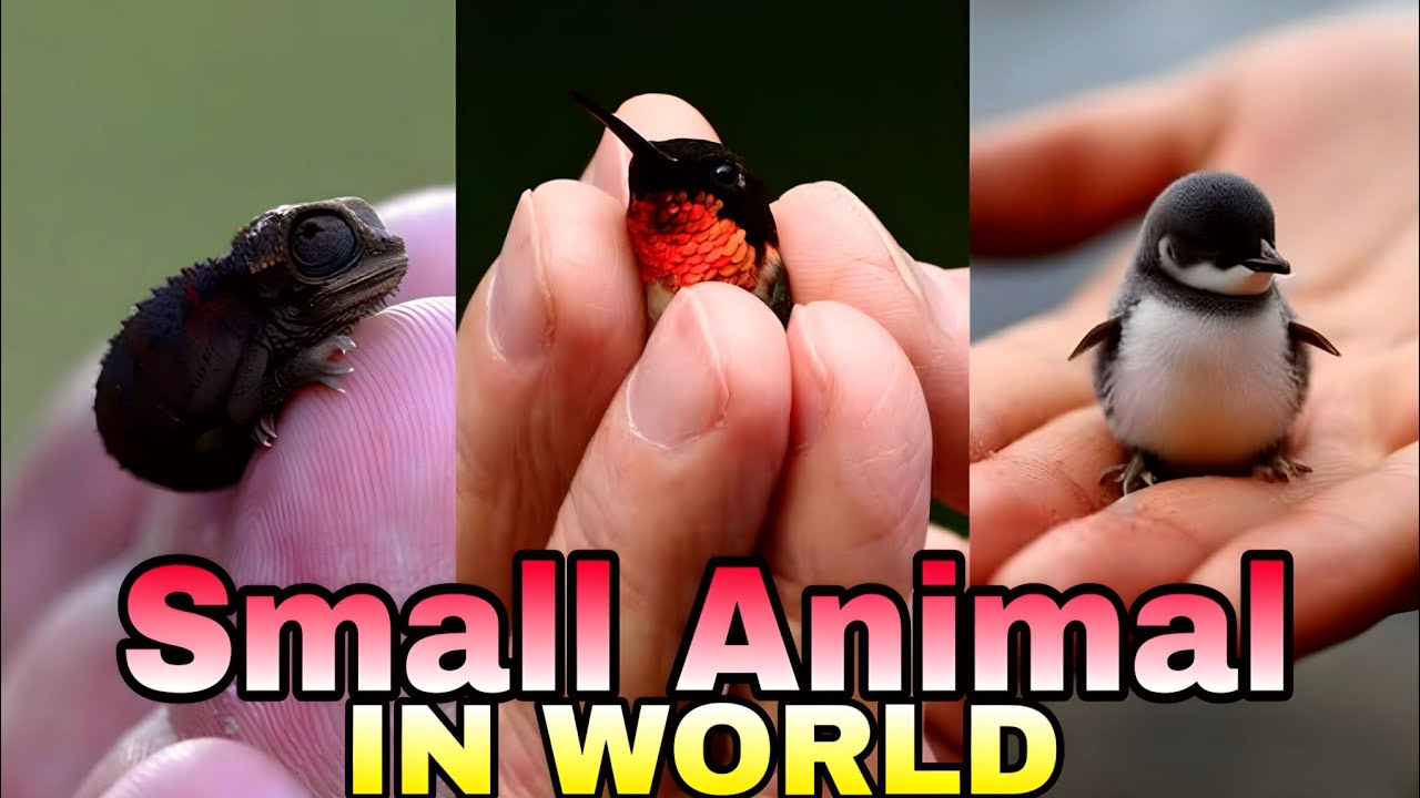 10 Fascinating Facts About Tiny Animals You Didn't Know! World smallest ...