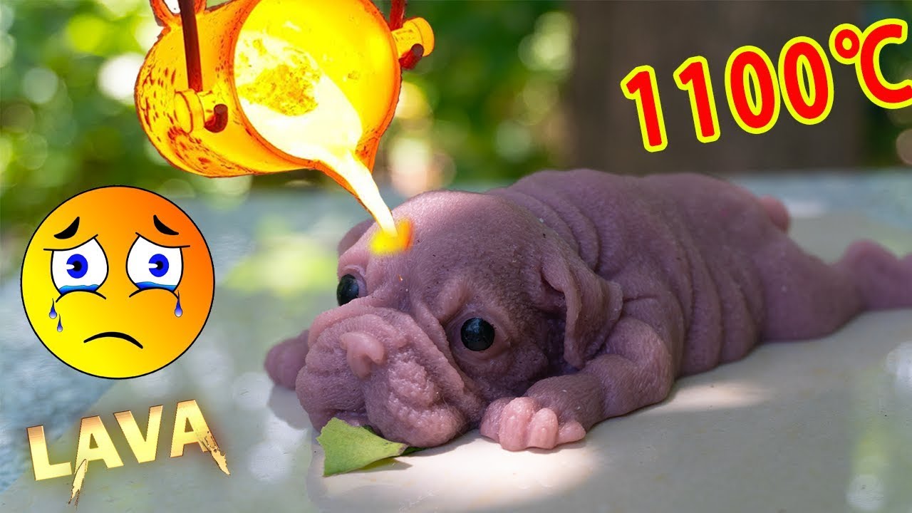 Experiment : LAVA VS Dog(pool) - YouTube