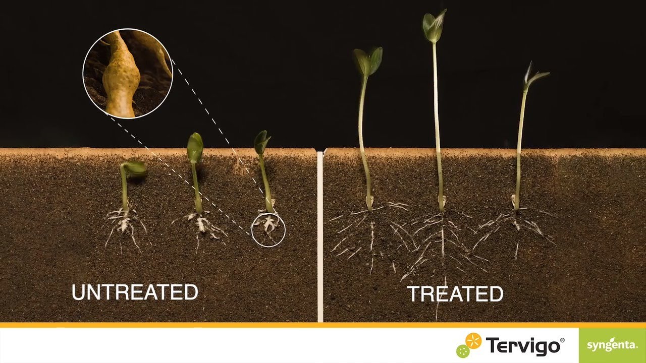 Control root knot nematodes with TERVIGO® - YouTube